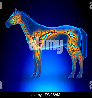 Horse Heart with Circulatory System - Horse Equus Anatomy on black ...