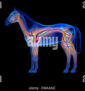 Horse Heart with Circulatory System - Horse Equus Anatomy on blue ...