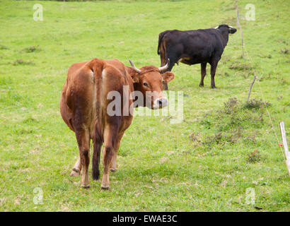 Cows in Galicia, Spain. cow farm spanish galician Stock Photo: 62771418 ...