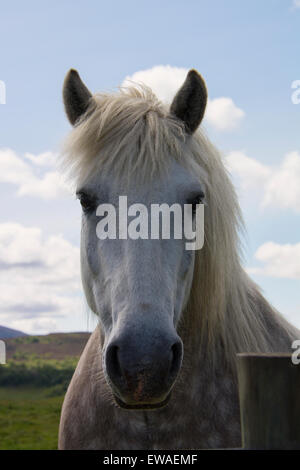 Garron Horse Portrait Stock Photo - Alamy