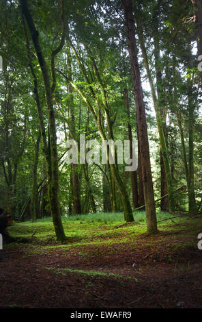 Coastal landscape, Navarro River Redwoods State Park, Pacific Coast ...
