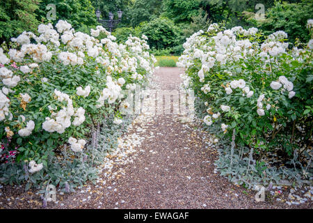 Pathway bordered with bushes of blooming white roses Stock Photo - Alamy