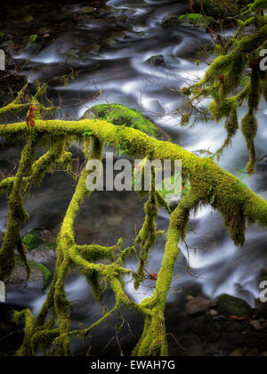 Tree covered with moss Stock Photo - Alamy