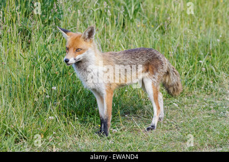 Red fox in its natural habitat - wildlife shot Stock Photo - Alamy