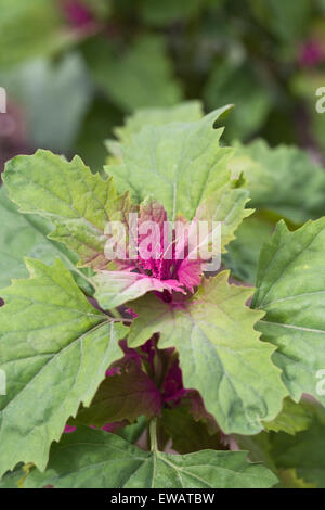 Chenopodium giganteum. Magenta Spreen / Purple Goosefoot / Tree Spinach ...