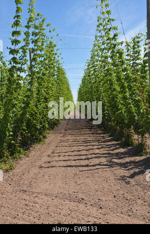 Agriculture and farming hops in the Willamette valley Oregon Stock ...