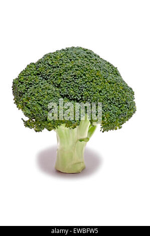 Close up of Broccoli floret on a white background Stock Photo - Alamy