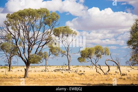 Acacia Trees in the Australian Outback Stock Photo - Alamy