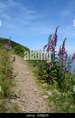 foxgloves digitalis purpurea lining a coast path walk at Countisbury ...