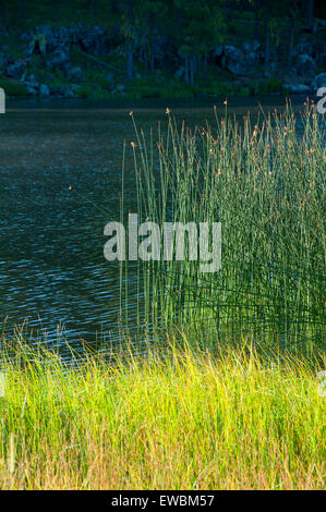 Delintment Lake, Ochoco National Forest, Oregon Stock Photo - Alamy