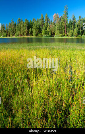 Delintment Lake, Ochoco National Forest, Oregon Stock Photo - Alamy