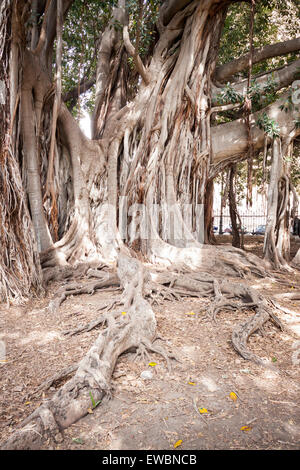 Biggest tree of ficus with its amazing roots. Palermo, Sicily. Italy ...