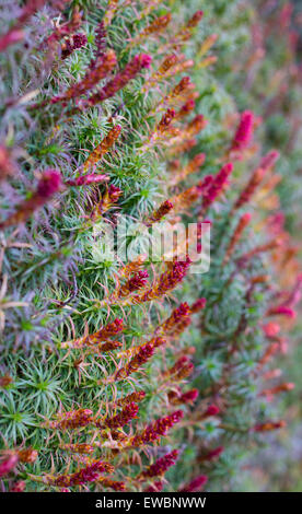 Flowering Richea Scoparia in the alpine heathlands of Mount Field ...