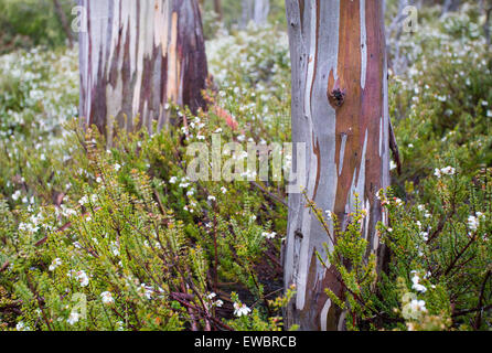 Snow Gum (Eucalyptus pauciflora) bark, Snowy Mountains, Kosciuszko ...
