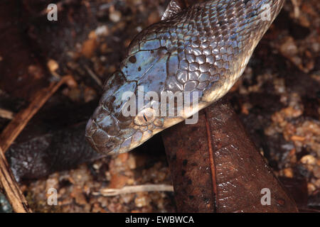 Madagascar cat eyed snake (Madagascarophis colubrinus), in front of a ...