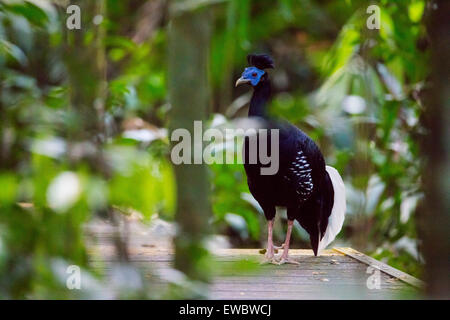 Crested fireback pheasant (Lophura ignita) in Taman Negara National ...
