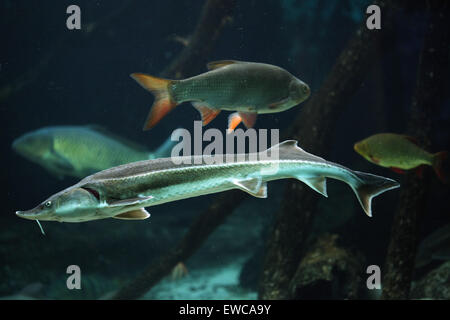 Sterlet (Acipenser ruthenus) and rudd (Scardinius erythropthalmus) at ...