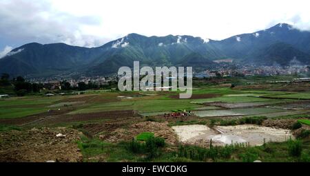 Nepalese farmers plant rice seedlings at a paddy field during the ...