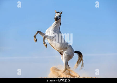 Arabian Horse. Gray stallion rearing in the desert, with rider in ...
