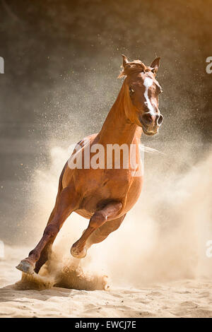 Arabian Horse Young chestnut stallion galloping the desert Egypt Stock ...