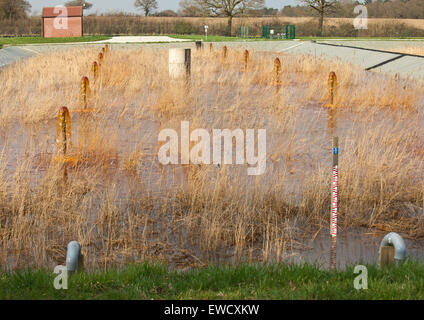 Reed-bed water treatment system Stock Photo - Alamy
