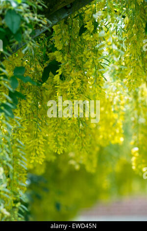 Laburnum x watereri 'Vossii'. Laburnum archway at Broughton Grange ...