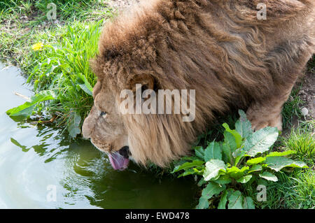 Yorkshire Wildlife Park, Branton,Doncaster, South Yorkshire, UK Stock ...