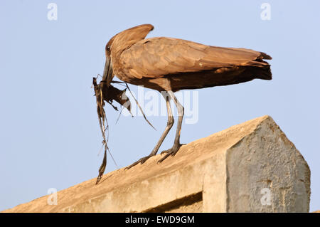 A hamerkop collecting nesting material. Uganda Stock Photo - Alamy