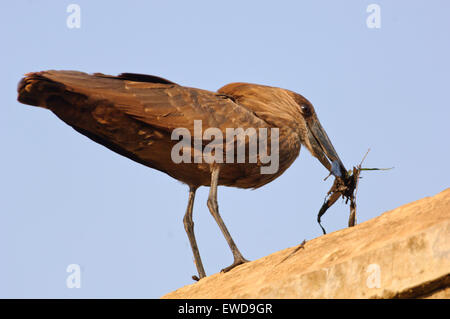 A hamerkop collecting nesting material. Uganda Stock Photo - Alamy