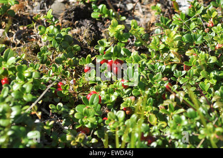 Russia, Yakutia. Red berries of cranberries amid the green of the ...