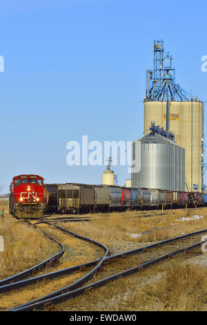 A Canadian National freight train loading grain from the grain storage ...