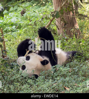 Visiting the park pandas Stock Photo - Alamy