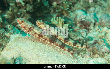 Reef lizardfish on the ocean floor Stock Photo - Alamy