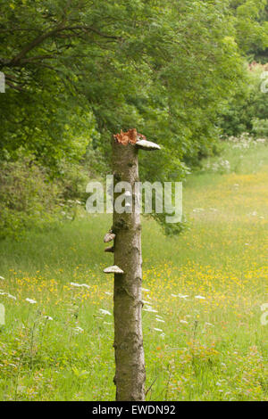 Birch Polypore - Razor strop fungus - Piptoporus betulinus Stock Photo ...