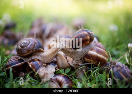A group of snails. Snail farm Stock Photo - Alamy