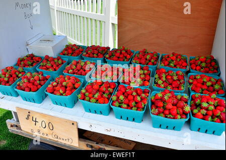 Quart of Strawberries Stock Photo - Alamy