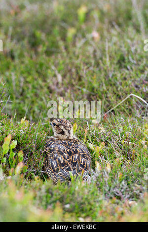 Red Grouse chicks hiding in heather on moorland in the Yorkshire Dales ...