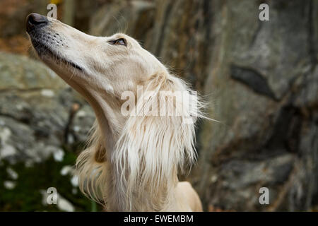 Saluki dog close-up portrait with black and tan silky coat on black ...