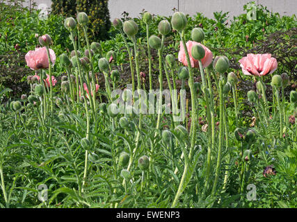 Pale salmon pink poppies closeup and buds in a row isolated on black ...