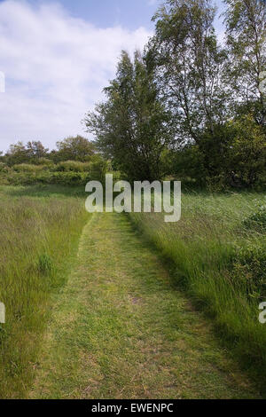 Mowed green grass field with forest behind Stock Photo - Alamy