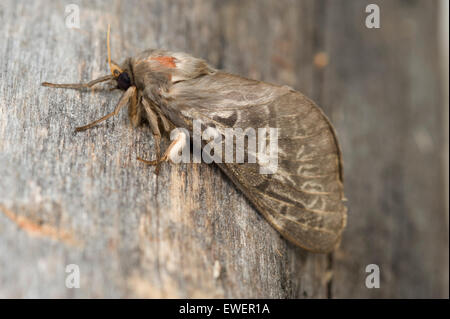 Hepialid moth, possibly Oncopera sp Stock Photo - Alamy