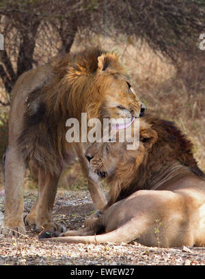 Lion (Panthera leo). Lions are found in the savannah and scrubland of ...