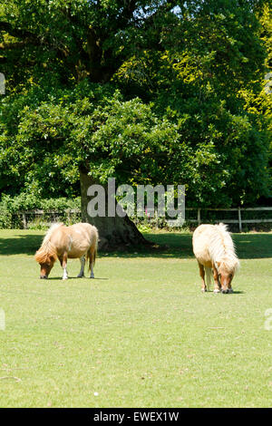 Miniature ponies or horses are cute cuddly animals standing no higher ...
