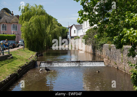 Black swans on Dawlish Water, Dawlish, Teinbridge District, Devon ...
