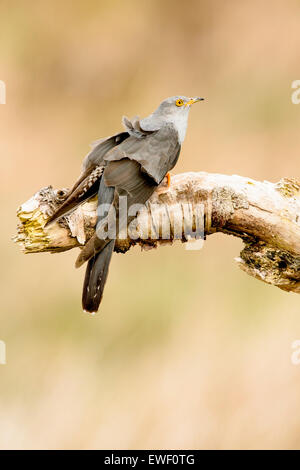 Common cuckoo (Cuculus canorus Stock Photo - Alamy