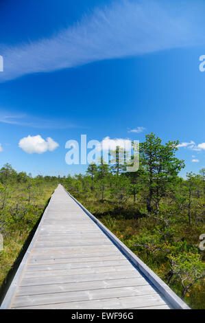 Vanishing wooden footpath through bog area by sunny summer day ...