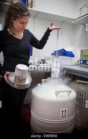 Cryogenic storage of human tissue. Researcher removes a human tissue ...