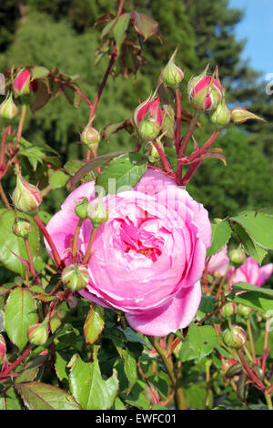 The Welsh Rose Stock Photo - Alamy