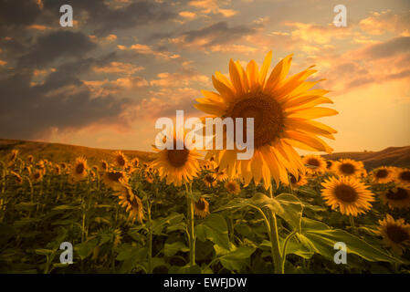 Sunflower field background on sunset Stock Photo - Alamy