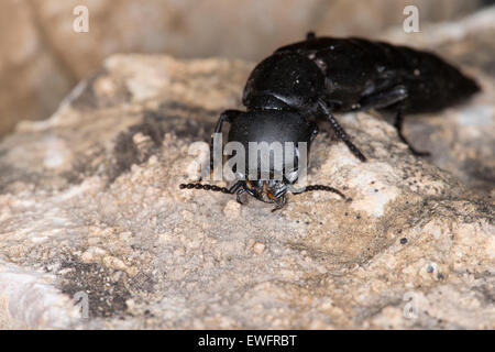 Devil's coach-horse beetle, Cocktail beetle, rove beetle, Kurzflügler ...